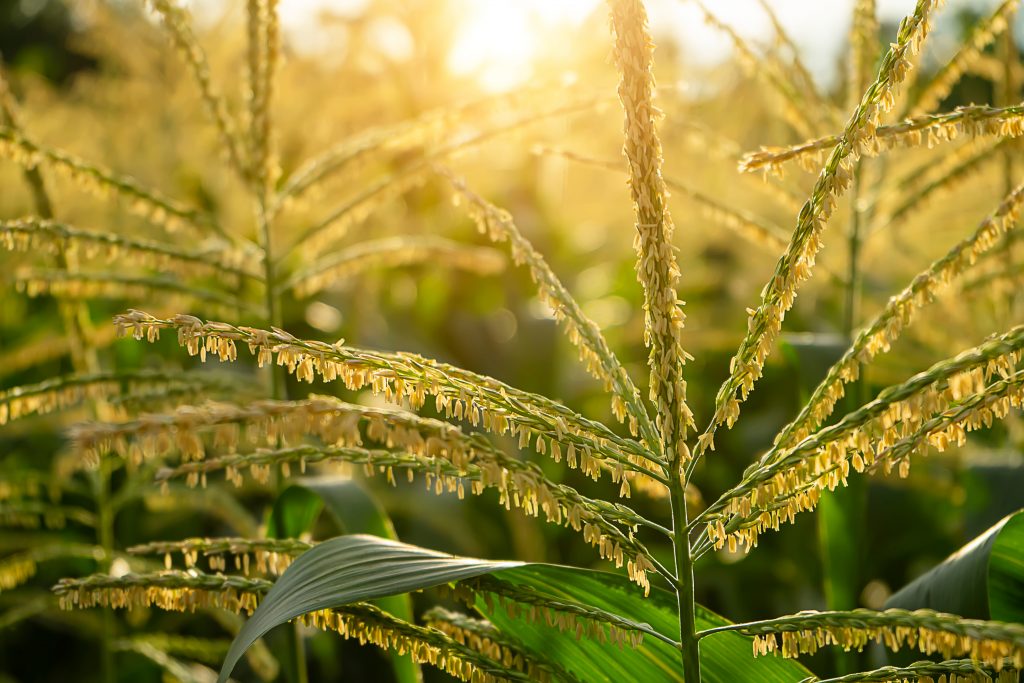 Resolving a Wind Turbine Fouling Issue With PreVent Filters