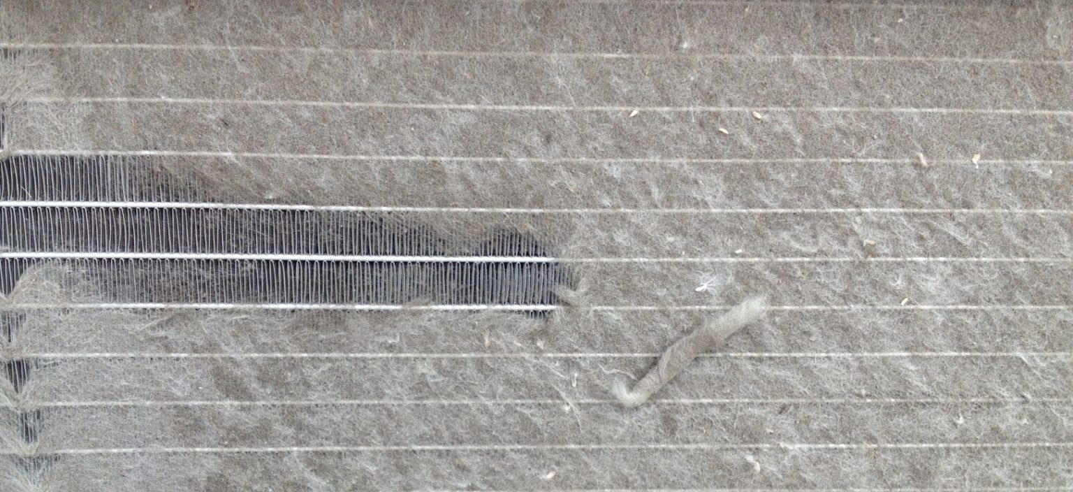 Seeds of Discontent: How Cottonwood Influences Air Quality in Rural Areas